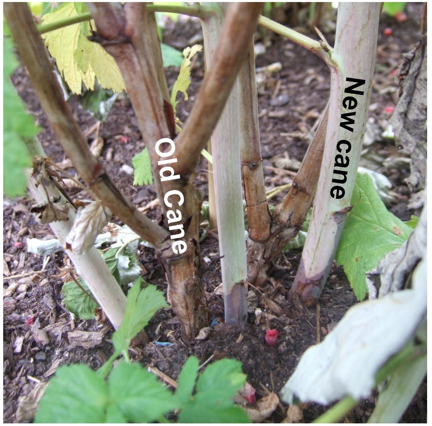 The Ultimate Guide To Pruning Raspberries Alberta The Ultimate Guide To Pruning Raspberries Alberta