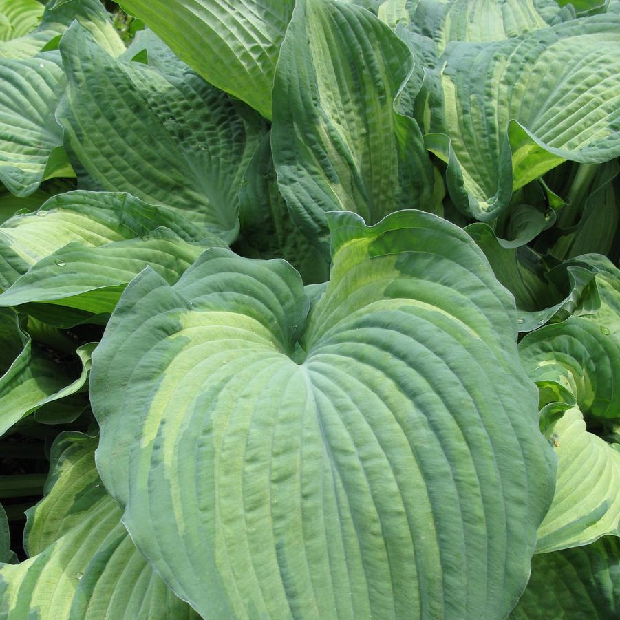 Hosta 'Guardian Angel' Plantain Lily from Wallish Greenhouses