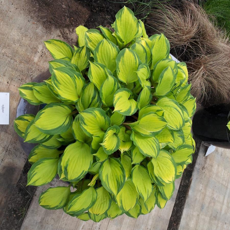 Volcano Island Hosta